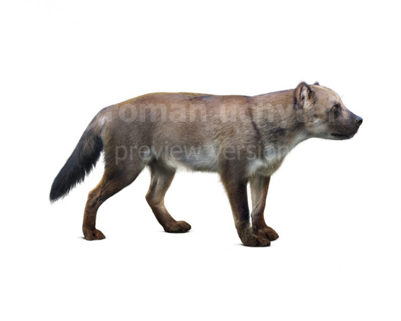 Borophagus diversidens зображення купити недорого Uchytel