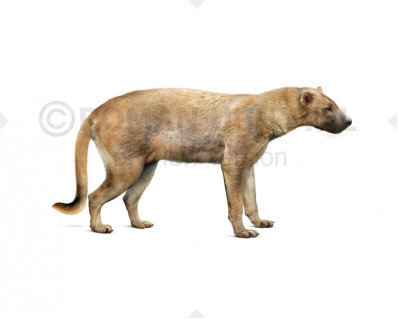Daphoenodon robustum image buy Uchytel
