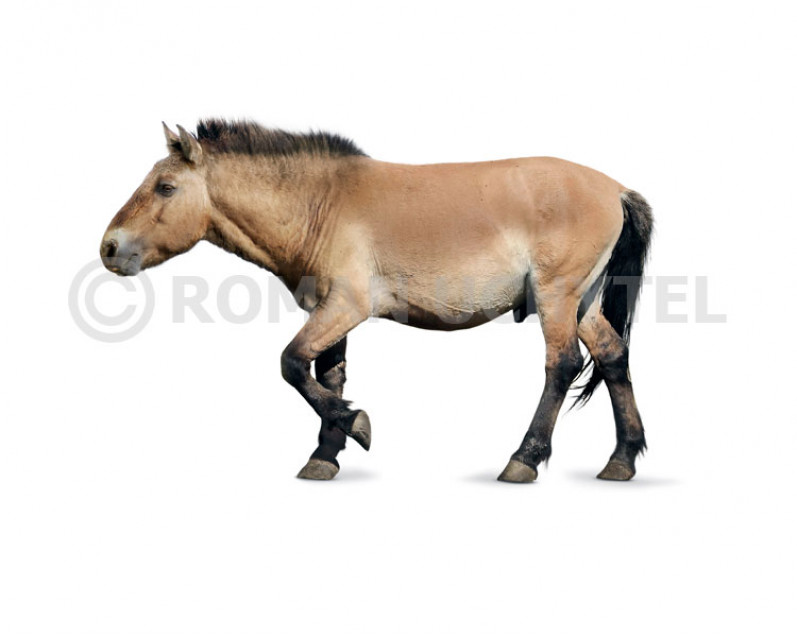 Pleistocene broad-toed horse image buy Uchytel