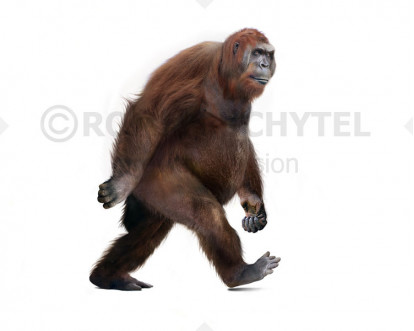 Gigantopithecus Botten