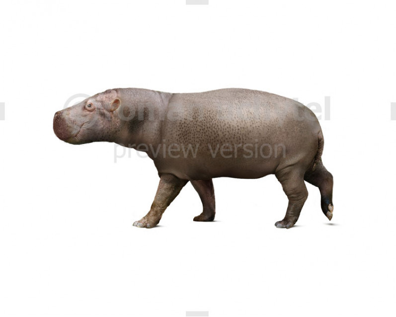 Cypriot pygmy hippopotamus image buy Uchytel