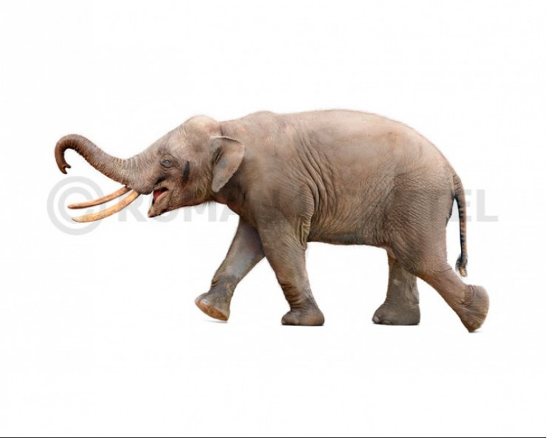 Sicilian dwarf elephant image buy Uchytel