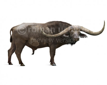 Pelorovis Antiquus White Background A Fossil Bison Antiquus From