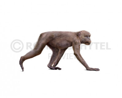 Proconsul africanus image buy Uchytel