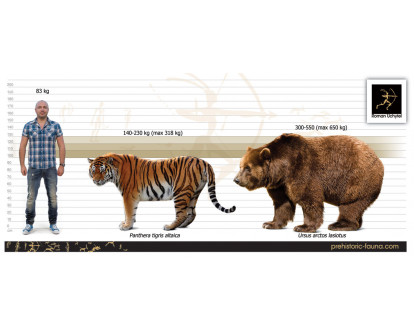 Siberian Tiger Size