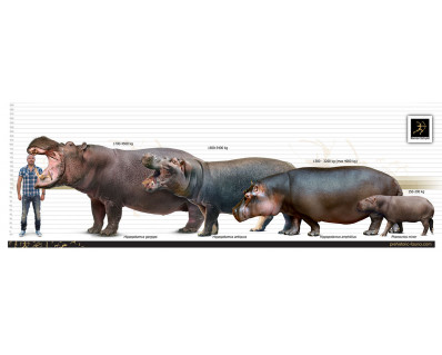 Hippopotamus gorgops image buy Uchytel