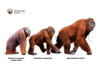 Gigantopithecus Botten
