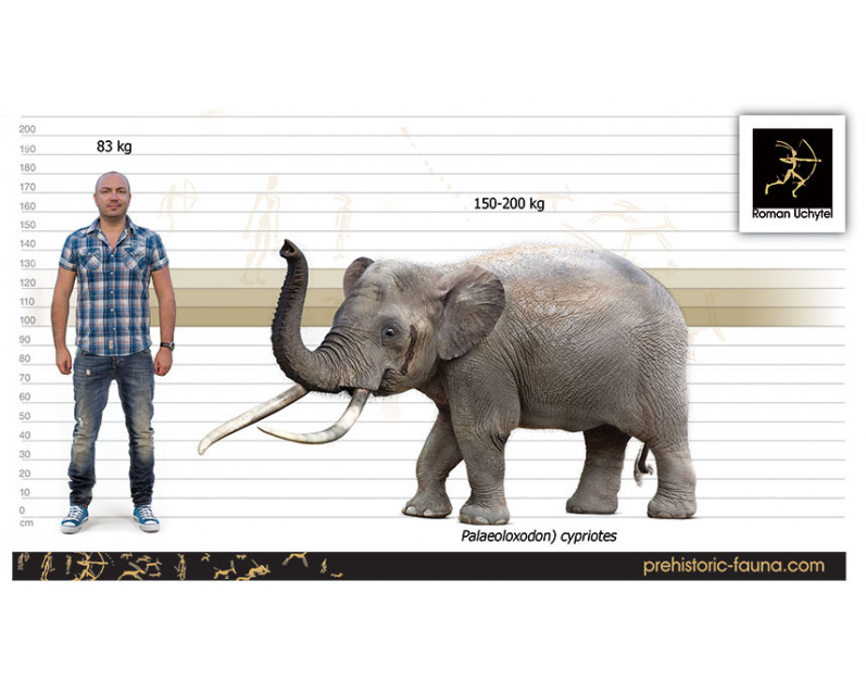 Cyprus dwarf elephant image buy Uchytel