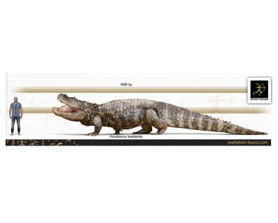 Purussaurus Image Buy Uchytel Purussaurus Image Buy Uchytel